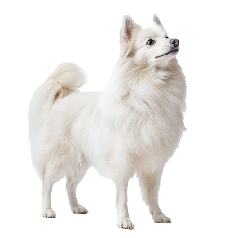 Steckbrief Norbotten-Spitz (Norrbottenspitz): Infos zur Hunderasse